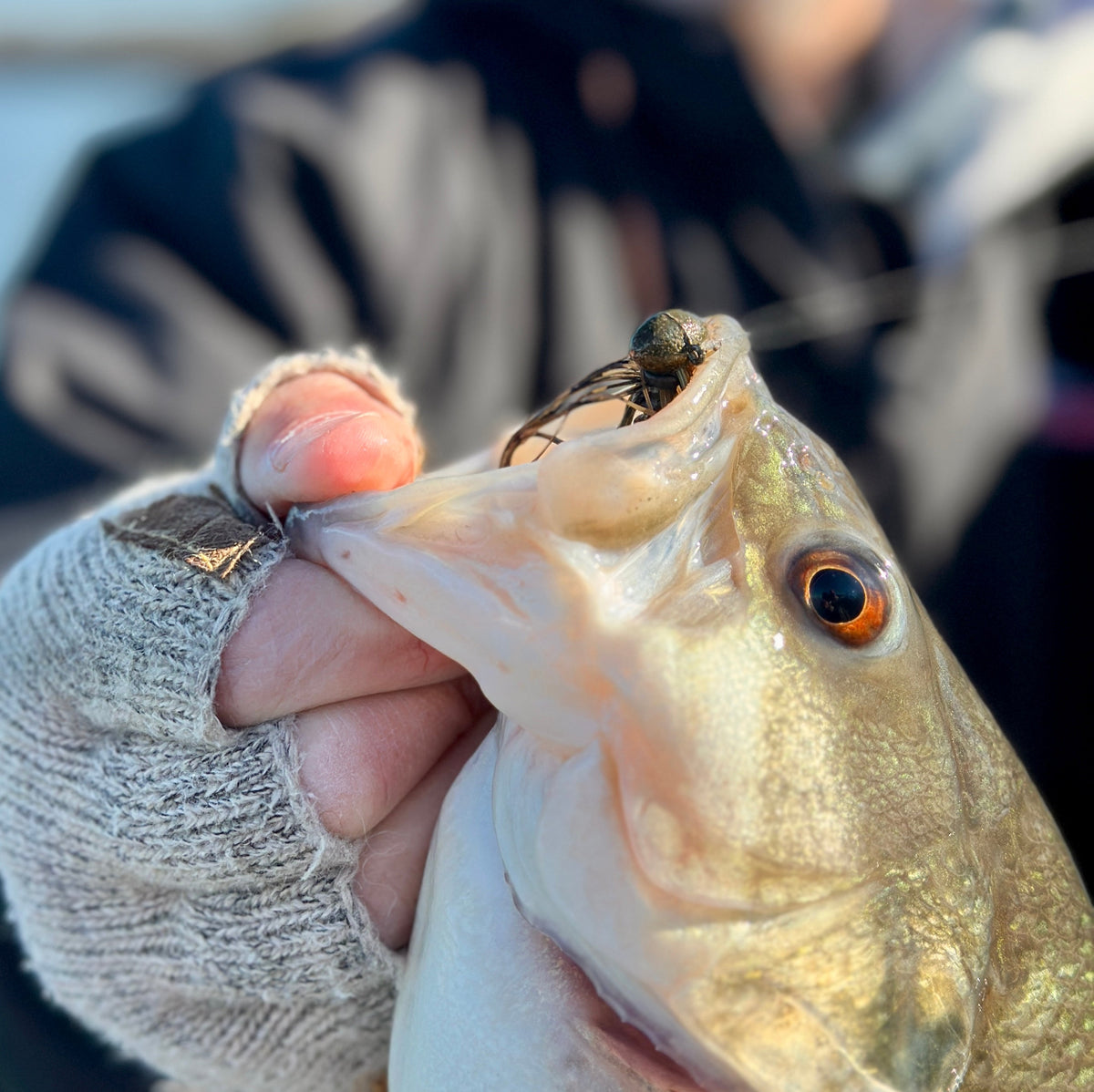 Why You Need to Fish Micro Jigs in the Winter – Missile Baits