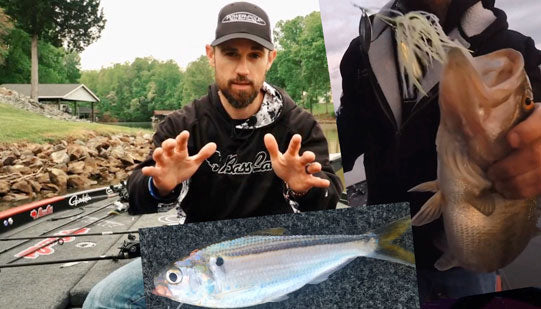 Top 10 Shad Spawn Baits – Missile Baits